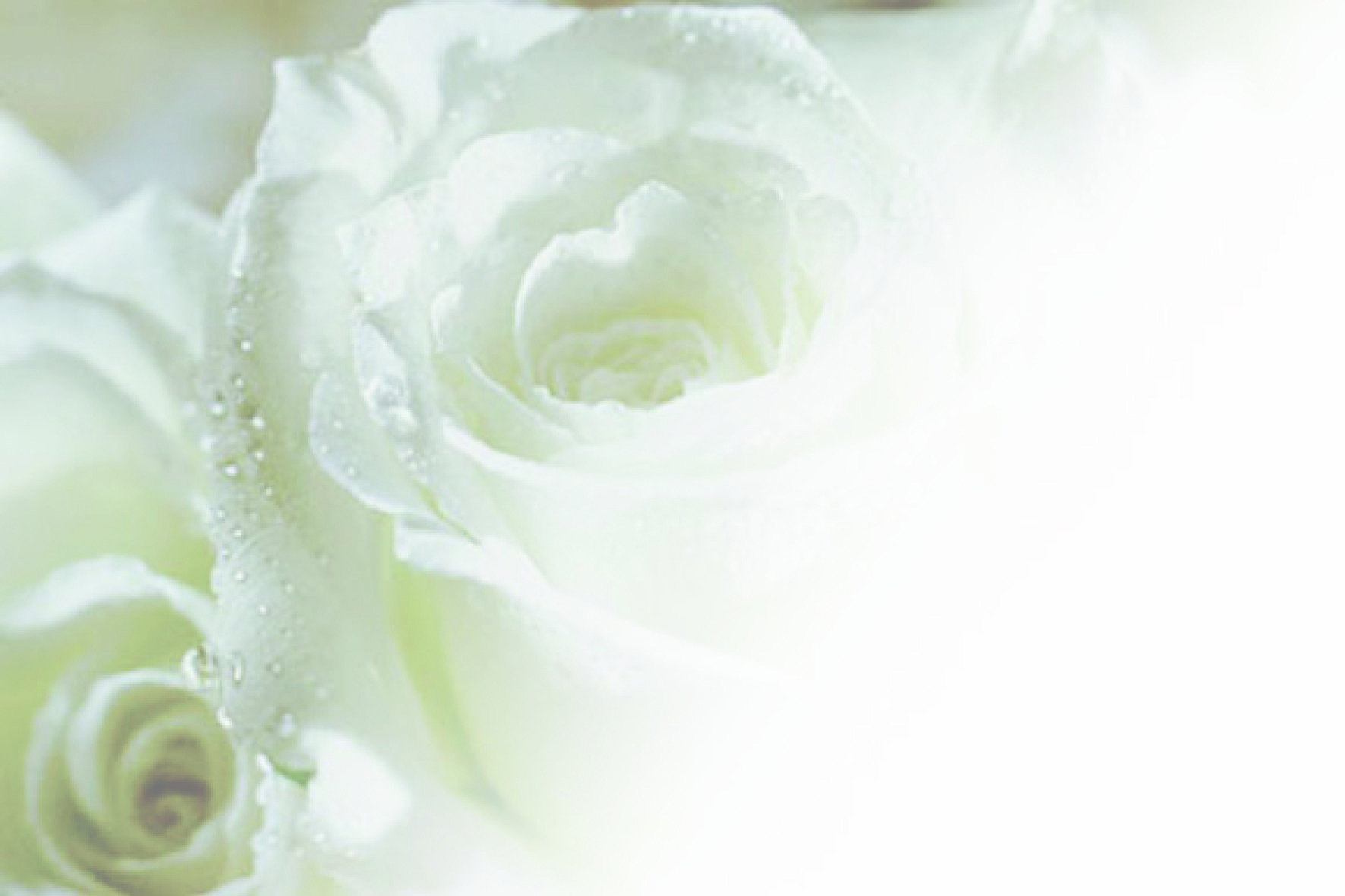 Rose Blanche Theme at Sherril Rascon blog