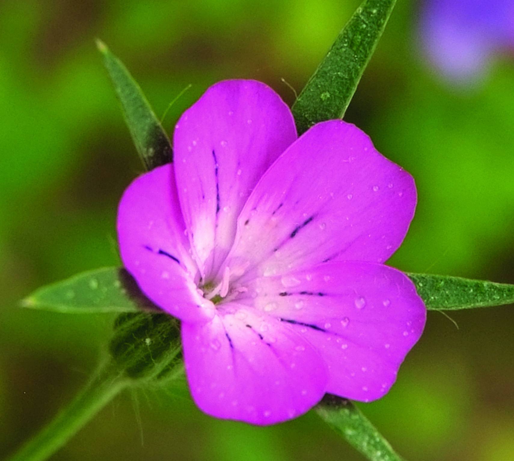 Cartes de visite fleur Sauvage Rose | T'imprim